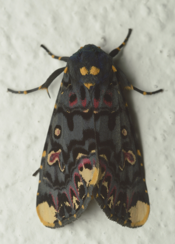 Indian Lily Moth (Wildlife of GoodEarth Malhar, Bangalore) · iNaturalist