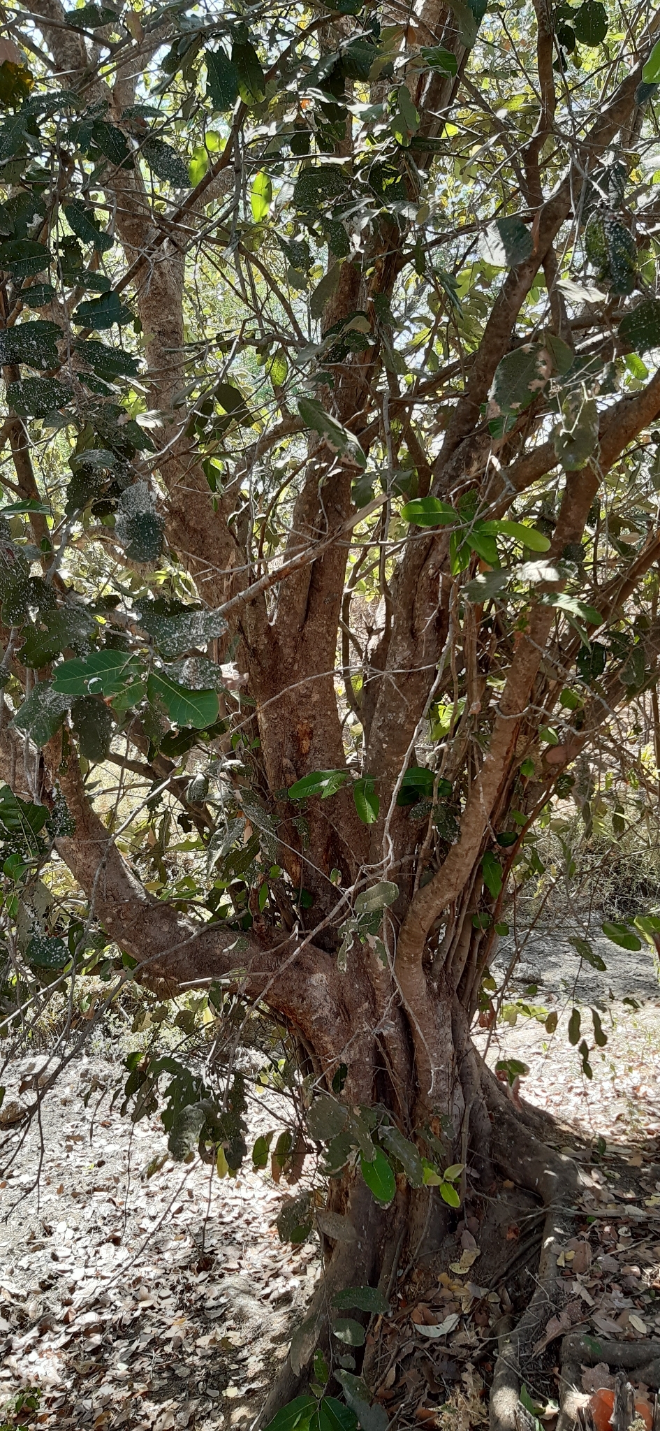 Licania rigida Benth.