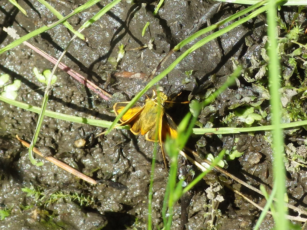 Grass Skippers from Foothill, Washington, United States on July 25 ...