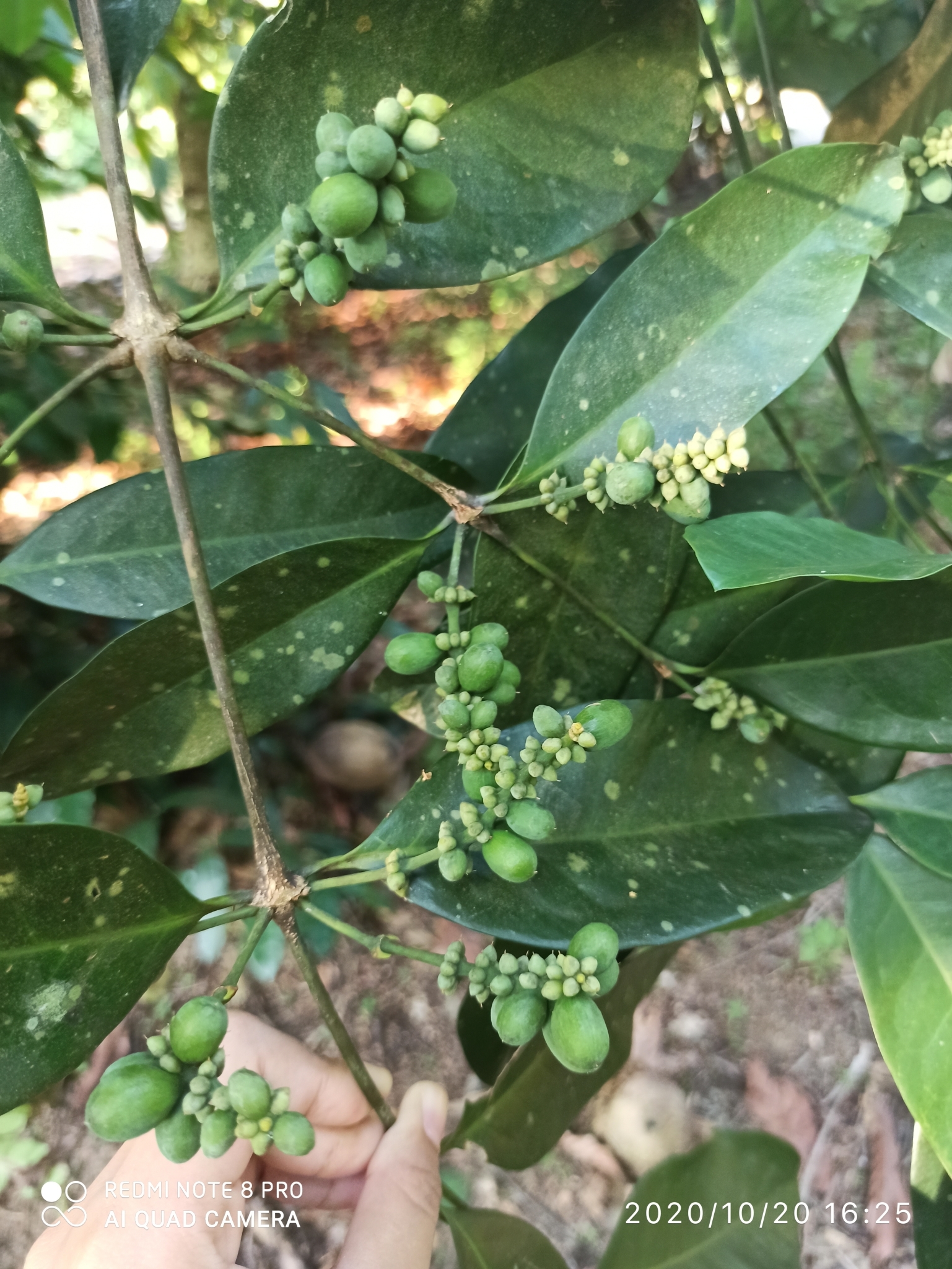 Gnetum gnemon L.