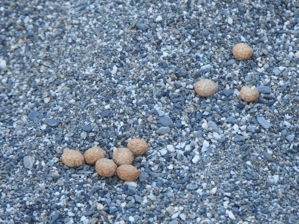 Taiwan Hare (Lepus sinensis formosus) - Know Your Mammals