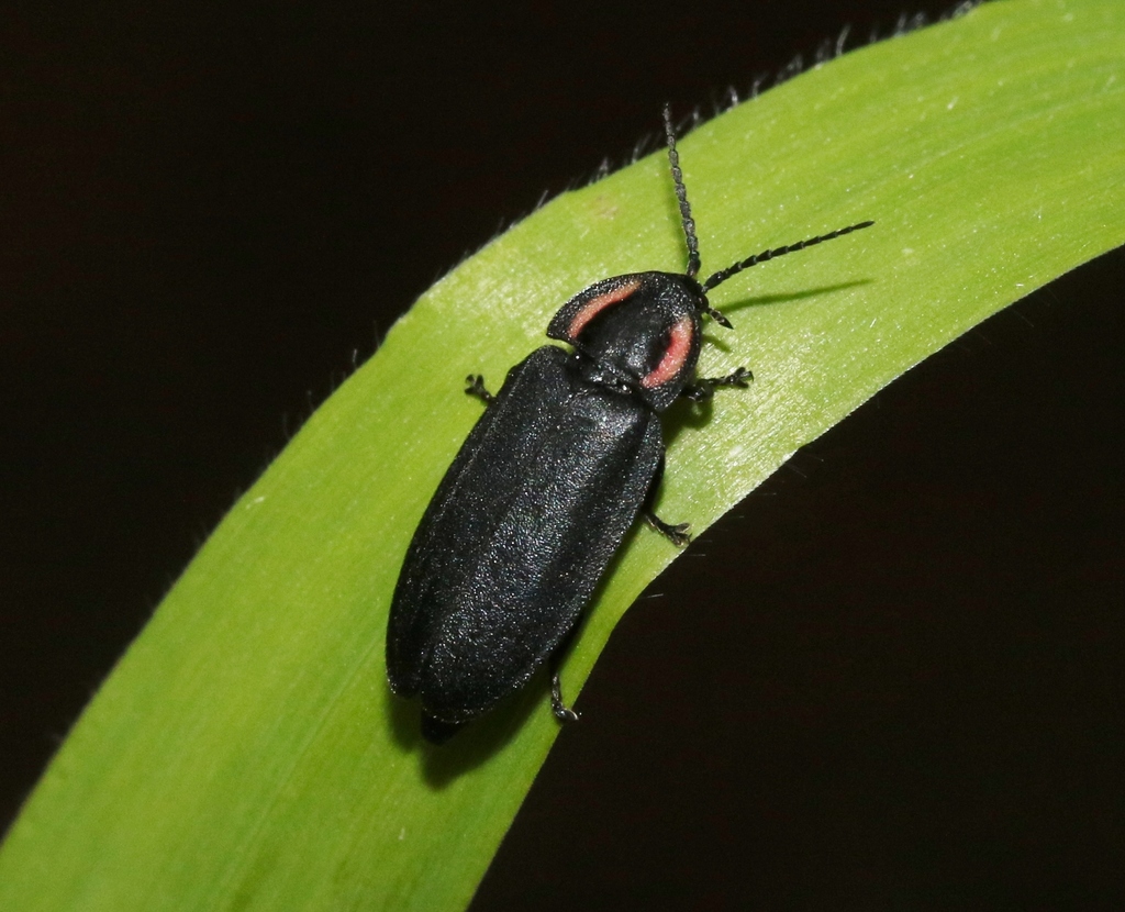 Sprinkled firefly from Cochise County, AZ, USA on August 20, 2017 at 06 ...