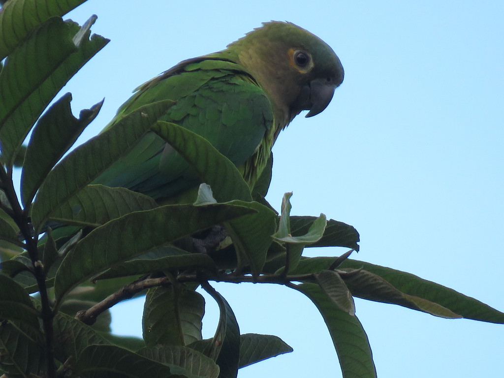 Brown-throated Parakeet from Jaramillo, Panamá on October 17, 2020 at ...