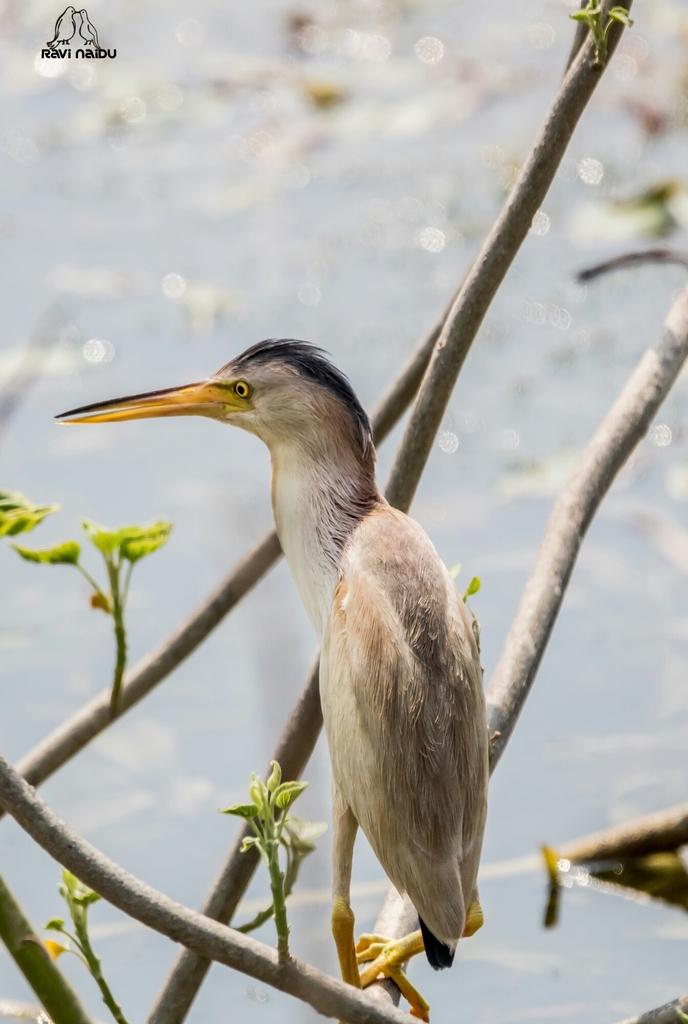 Yellow Bittern (The Sibley Guide to Bird Life & Behavior) · iNaturalist