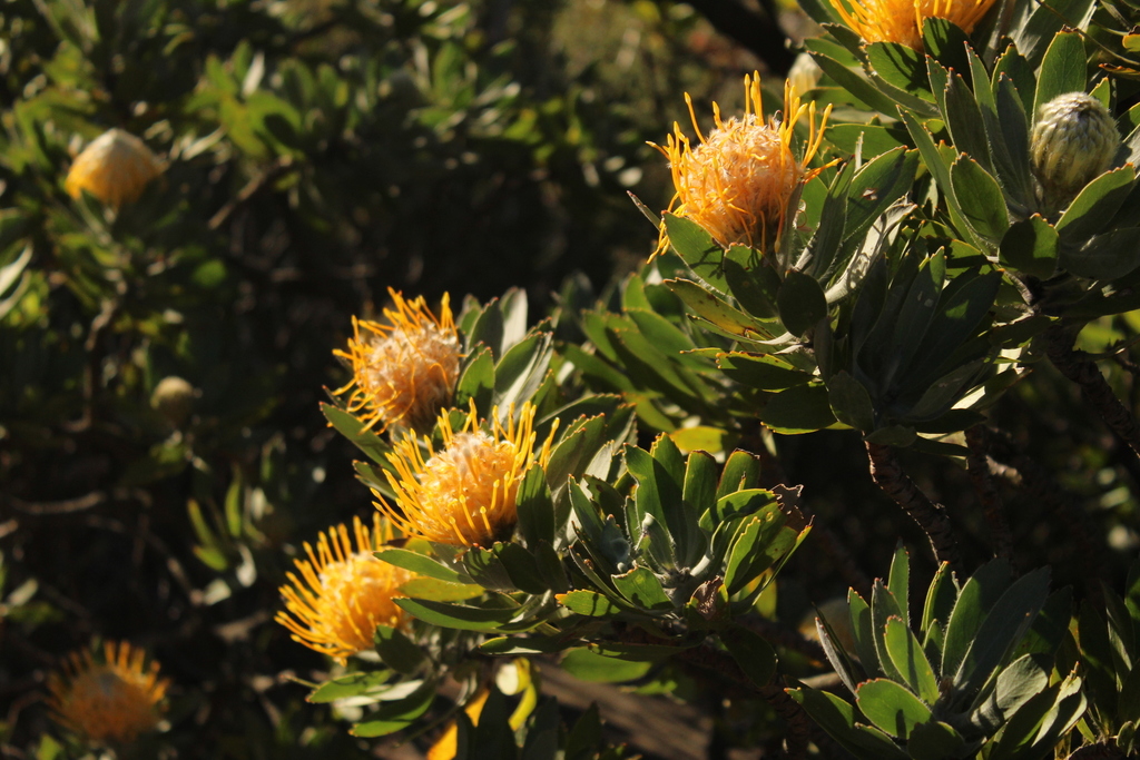 tree pincushion from Table Mountain (Nature Reserve), Cape Town, South ...