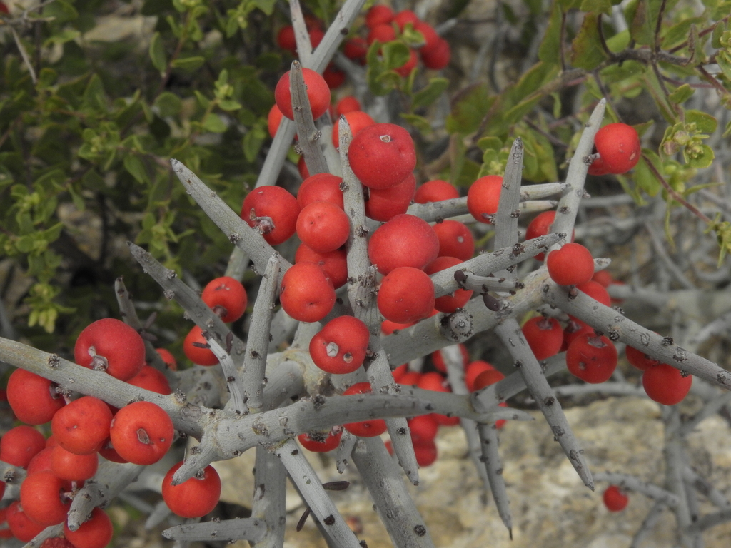 Amargosa from Peñamiller, Qro., México on October 13, 2020 at 12:32 PM ...