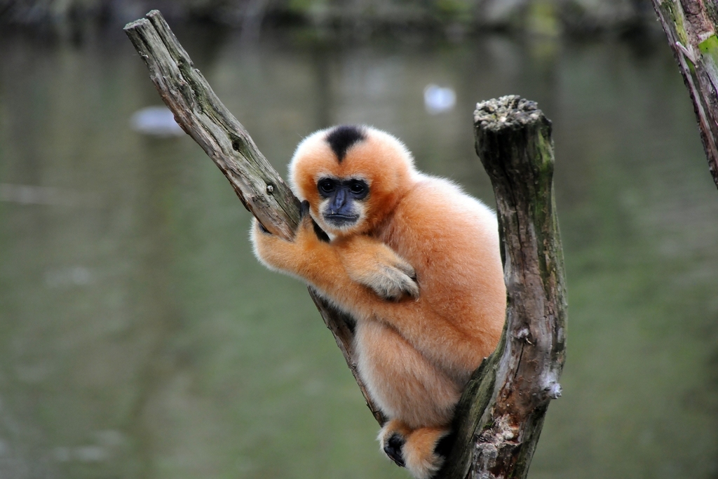 Northern White-cheeked Gibbon (Nomascus leucogenys) - Know Your Mammals