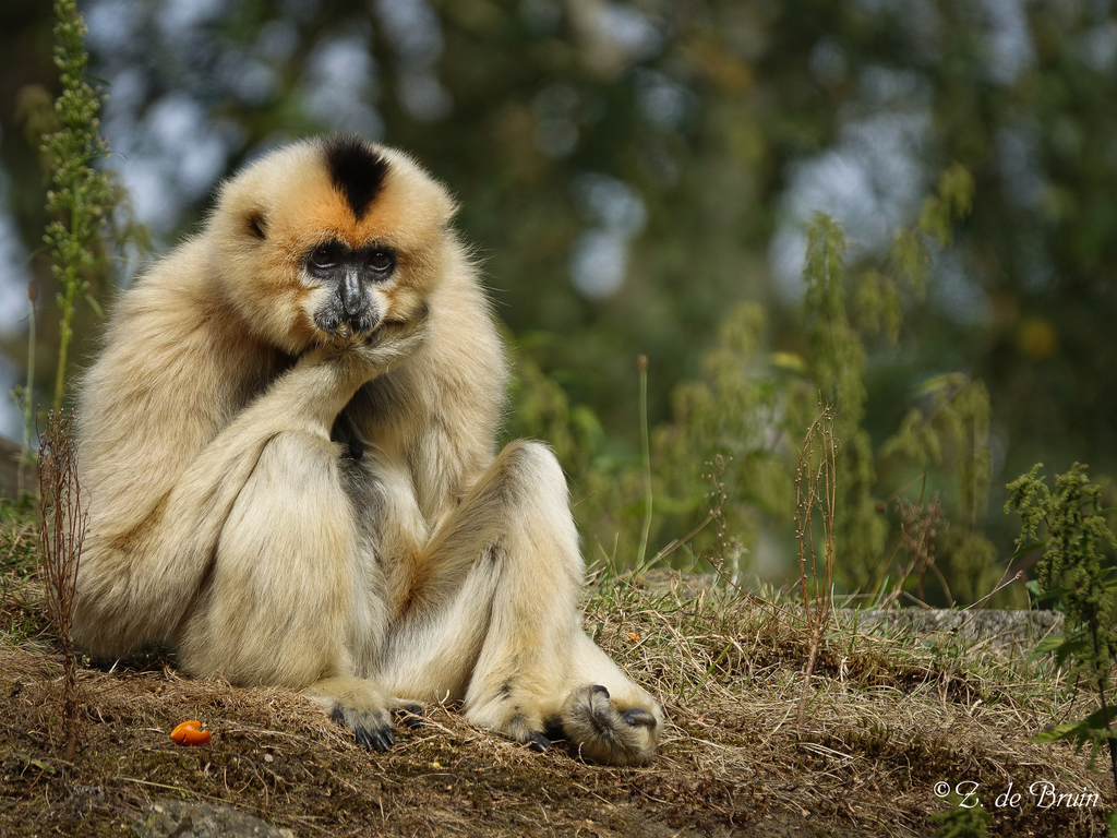 Northern White-cheeked Gibbon (Nomascus leucogenys) - Know Your Mammals