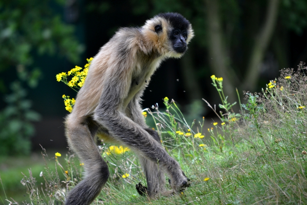 Northern White-cheeked Gibbon (Nomascus leucogenys) - Know Your Mammals