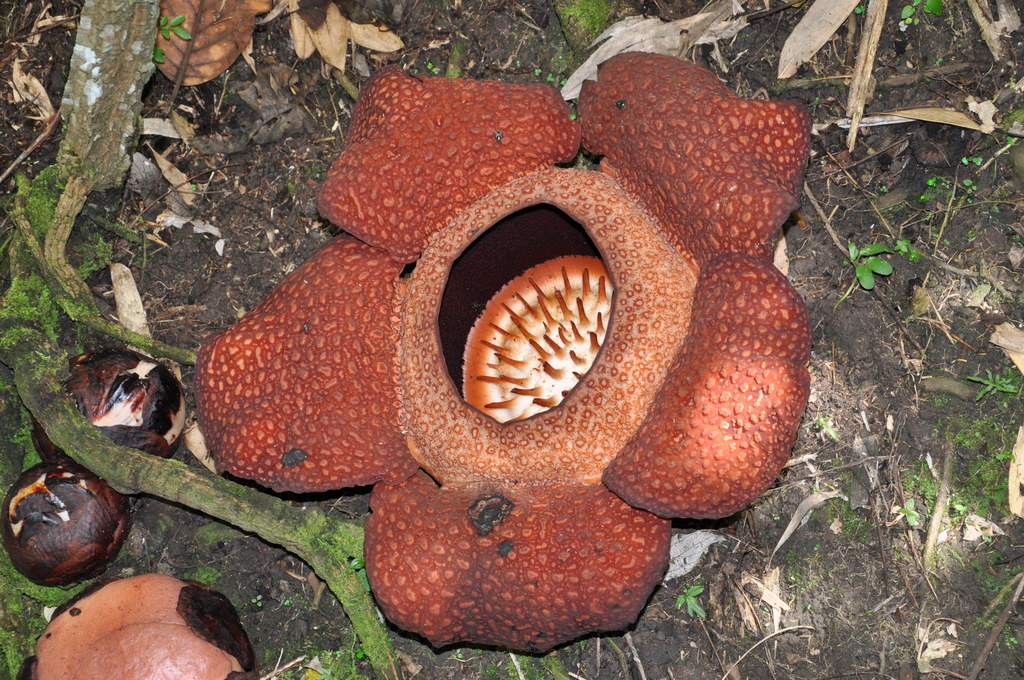 Arnold's rafflesia (Rafflesia arnoldii) - Botanical Realm