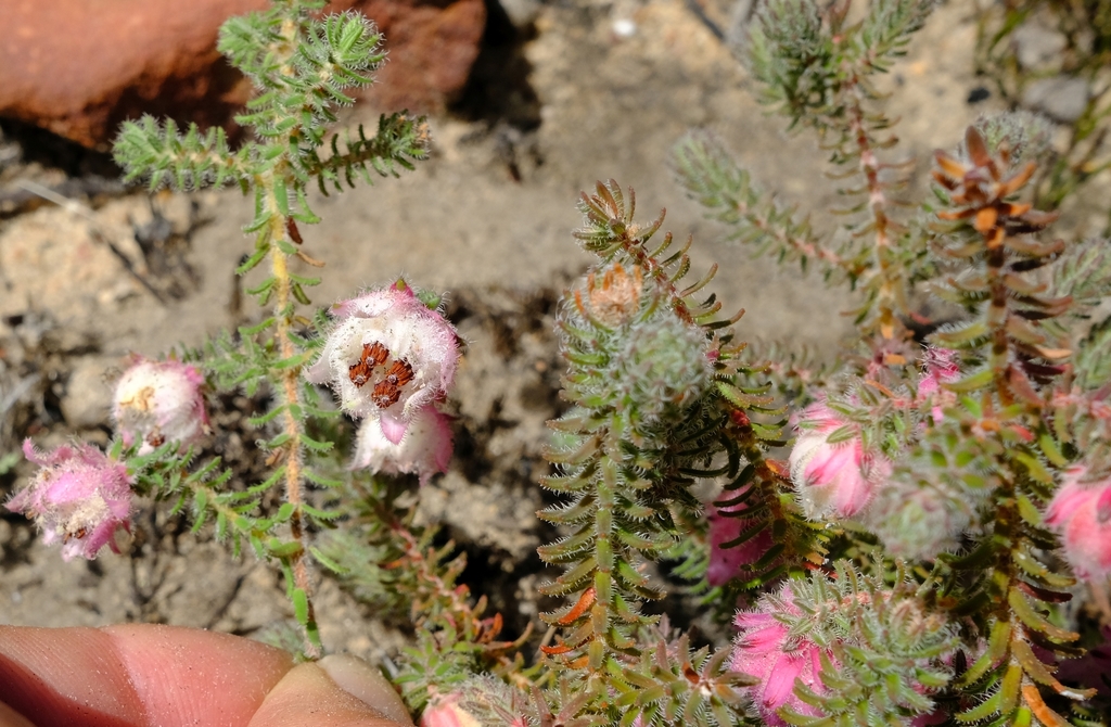 Chatterbox Heath from Hexberg 2 on October 10, 2020 at 09:55 AM by Nick ...