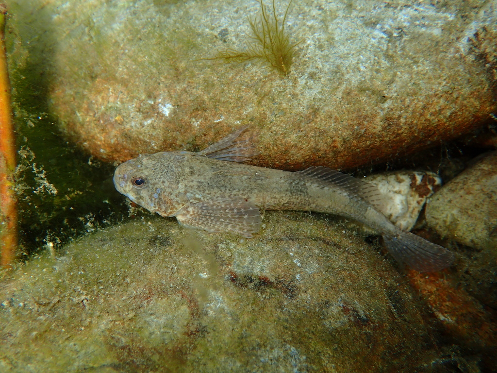 European Bullhead (Lancashire Key Species - Fish) · BioDiversity4All