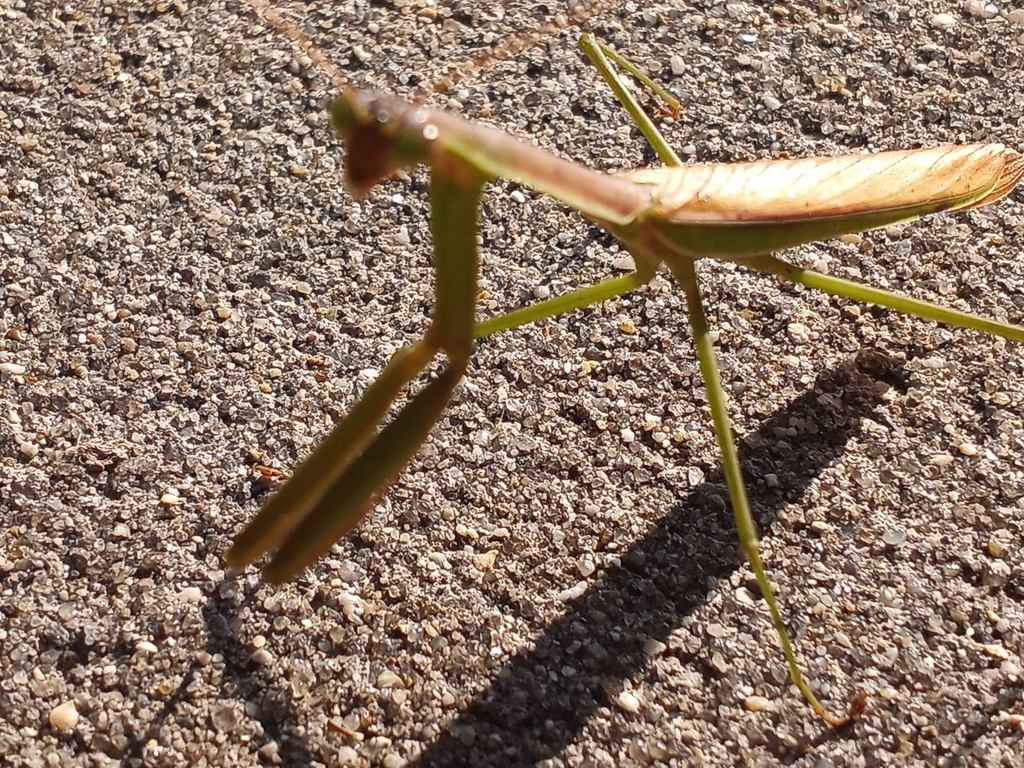 Chinese Mantis from Preston, MD 21655, USA on October 20, 2020 at 03:45 ...