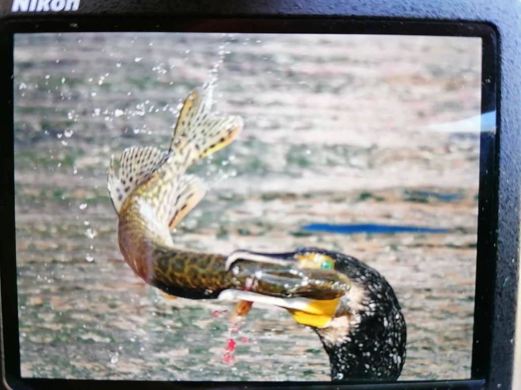 Southern Pike from 37017 Lazise VR, Italia on October 17, 2020 at 10:44 ...