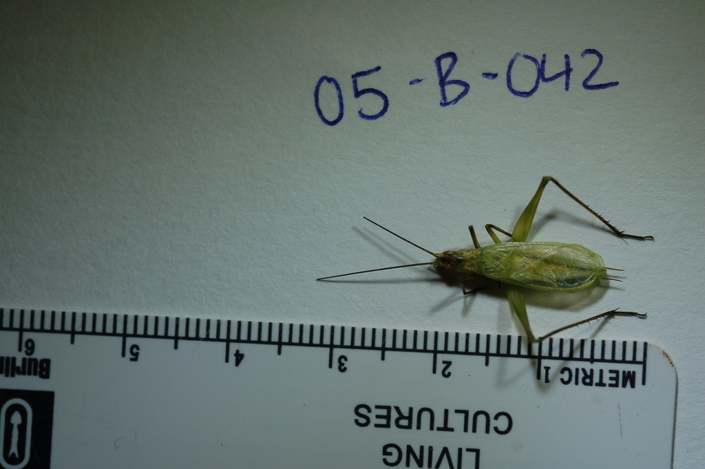 Common Tree Crickets from Allen County, IN, USA on August 26, 2020 at ...