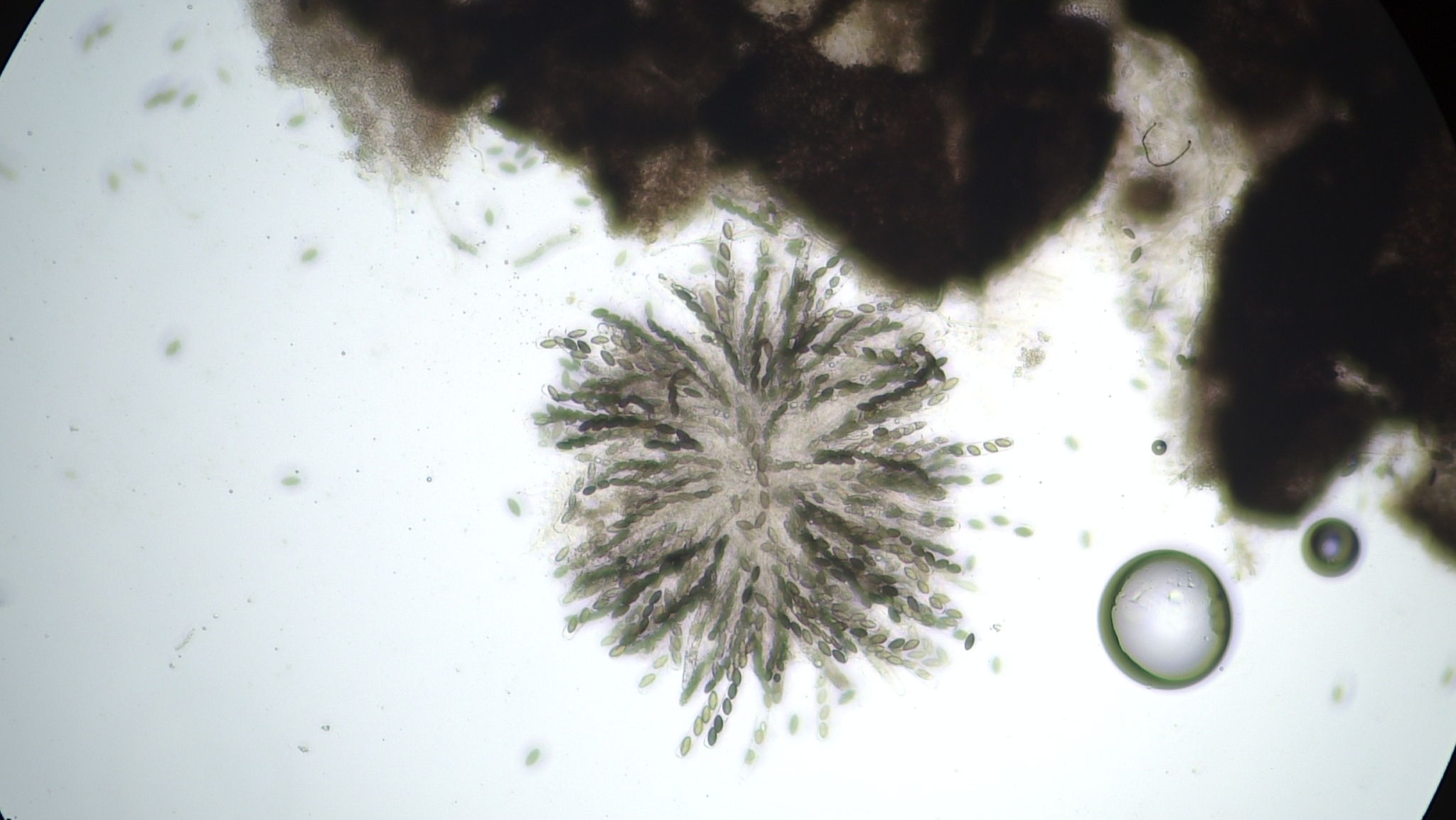 Neurospora Crassa