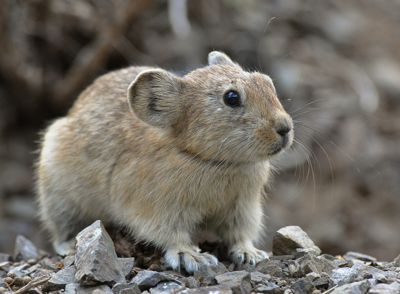 Daurian Pika (Ochotona dauurica) - Know Your Mammals
