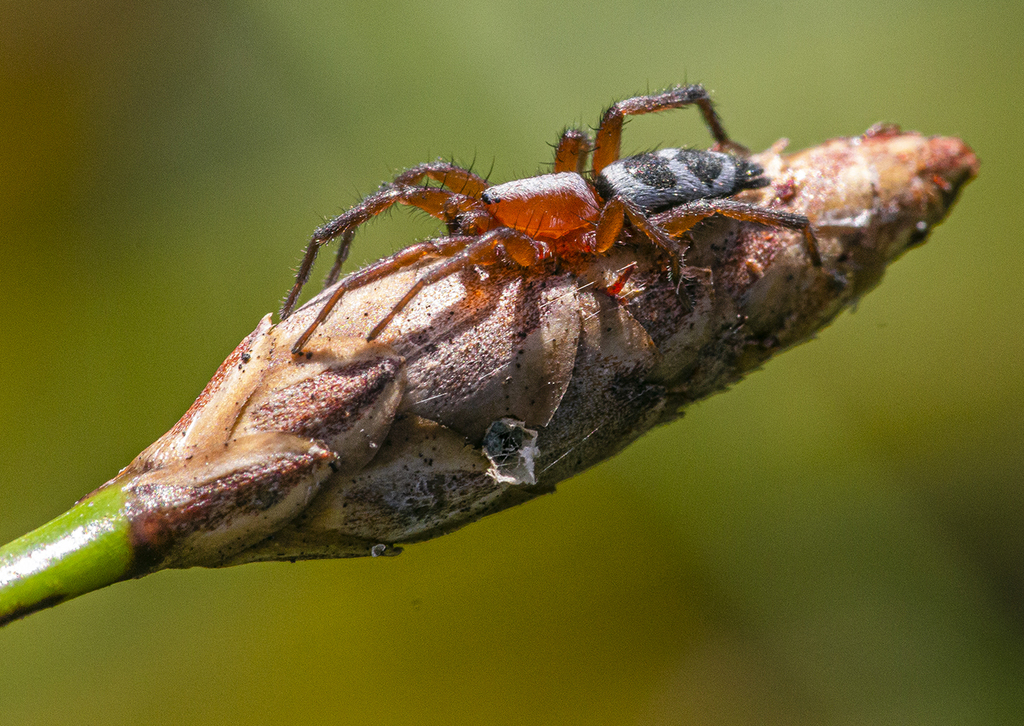 Sergiolus minutus (Emerald Coast Spiders) · iNaturalist