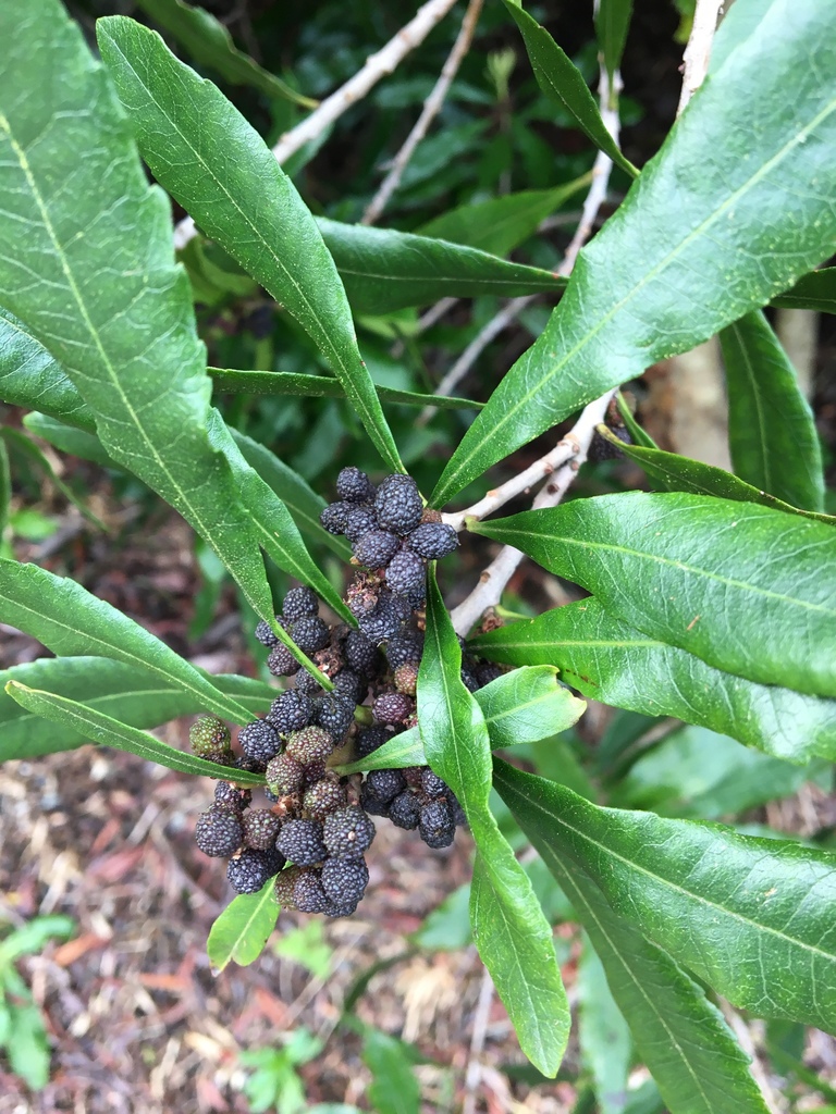 wax trees and shrubs (Myricaceae) - Botanical Realm