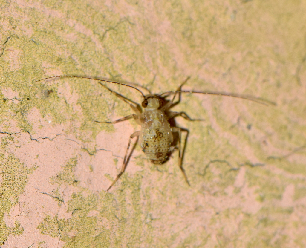 Trogiomorpha from Santa María Yucuhiti, Oax., Mexico on April 16, 2019 ...
