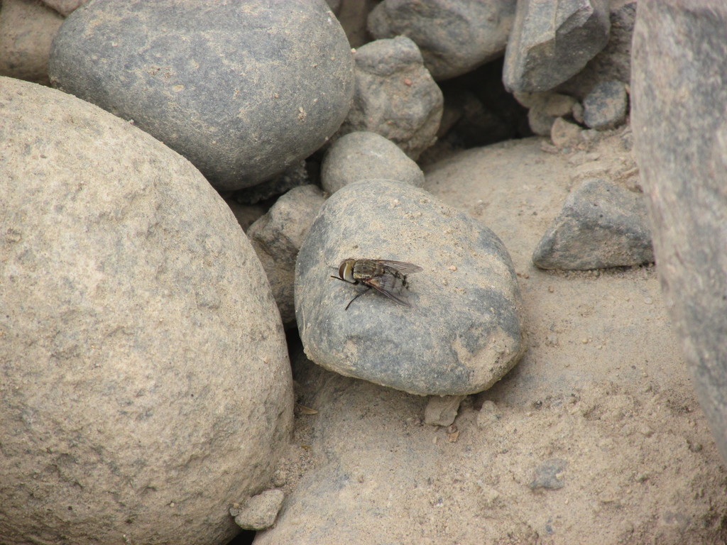 Bot Flies, Blow Flies, and Allies from Bocatoma, Ica, Perú on December ...
