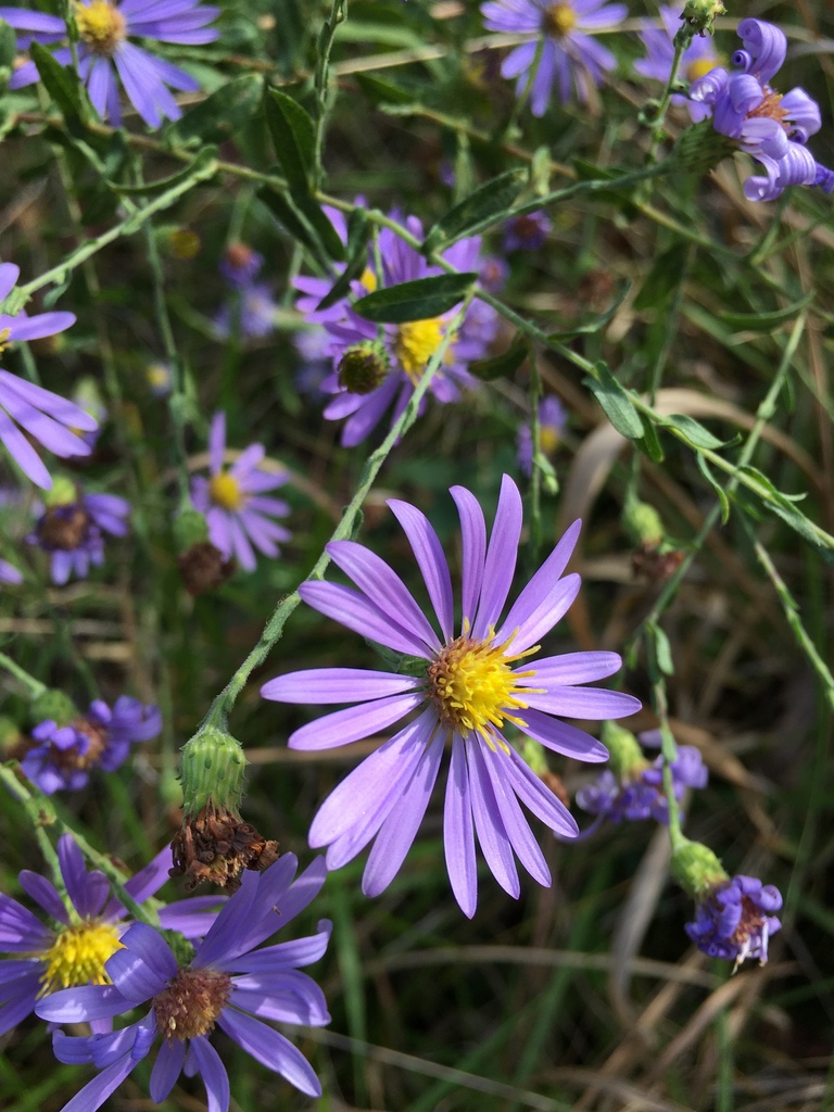 late purple aster from Ridge Path Rd, Polkton, NC, US on October 20 ...
