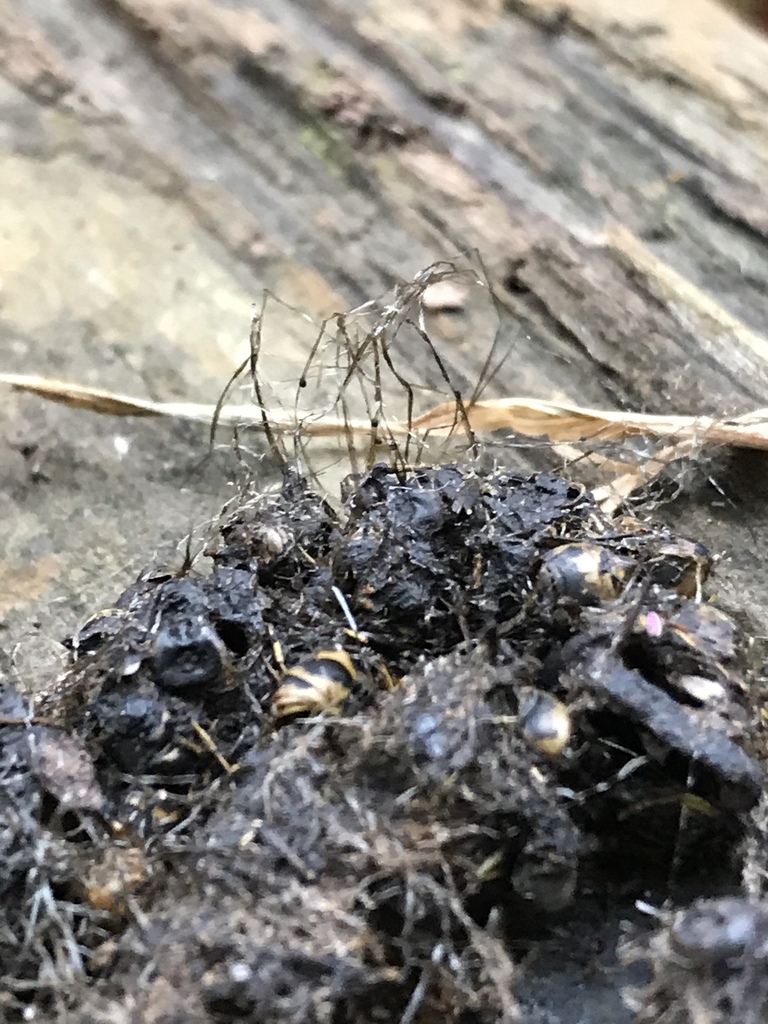 Phycomyces from Albert Johnson Rd, Nashville, IN, US on October 18 ...