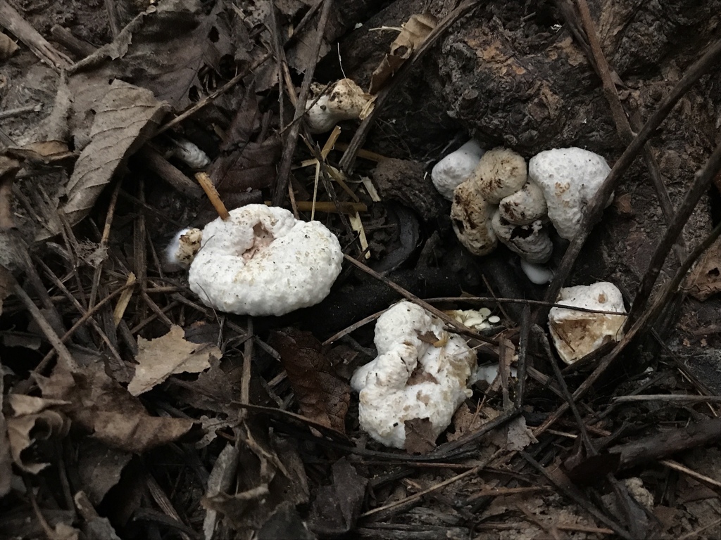 Aborted entoloma from Albert Johnson Rd, Nashville, IN, US on October ...