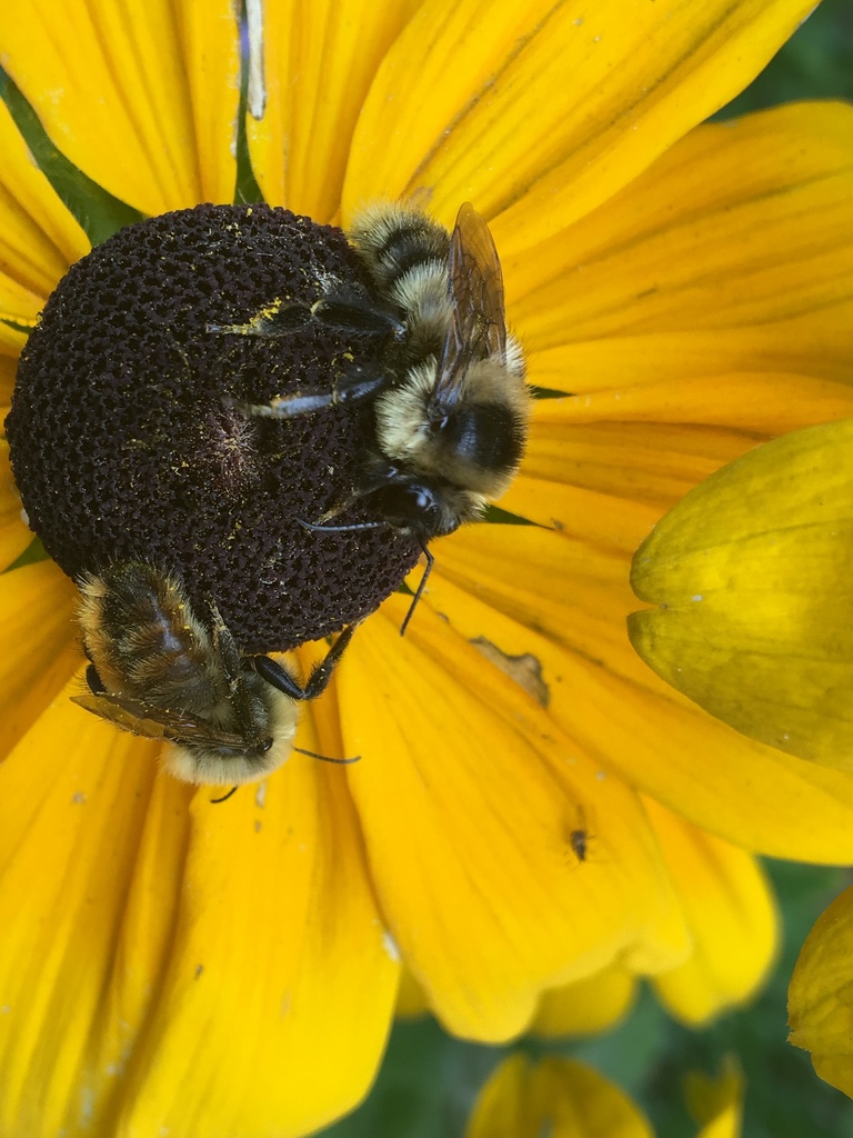 Red-belted Bumble Bee from Douglasdale, Calgary, AB T2Z, Canada on ...