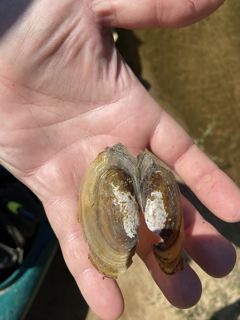 Fragile Papershell from Locust Fork, Gardendale, AL, US on October 20 ...