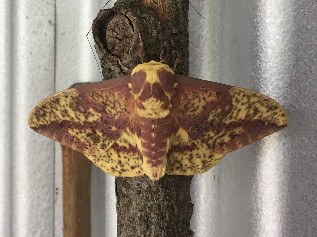 Imperial Moths in July 2020 by Natasha · iNaturalist