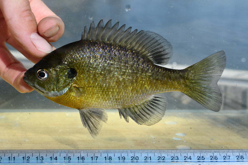 Bluegill (Lepomis macrochirus) - Marine Life Identification