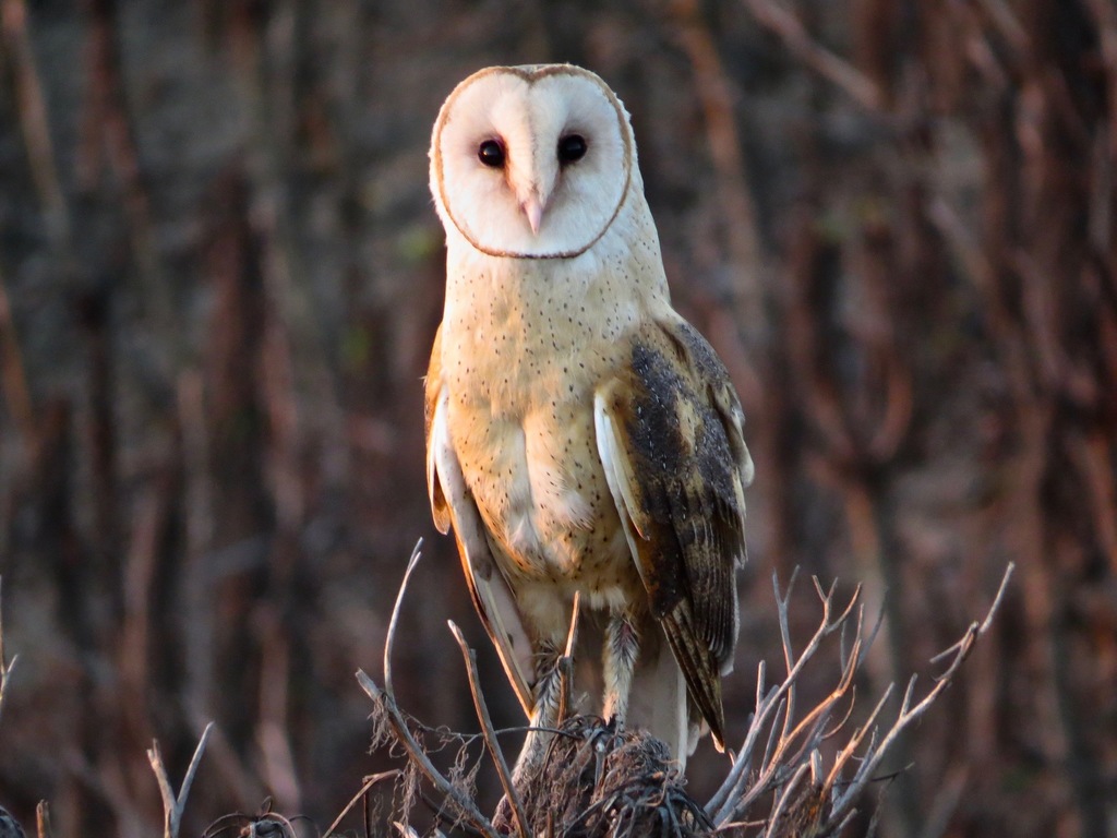 Barn Owl from Santa Barbara County, CA, USA on October 13, 2020 at 06: ...