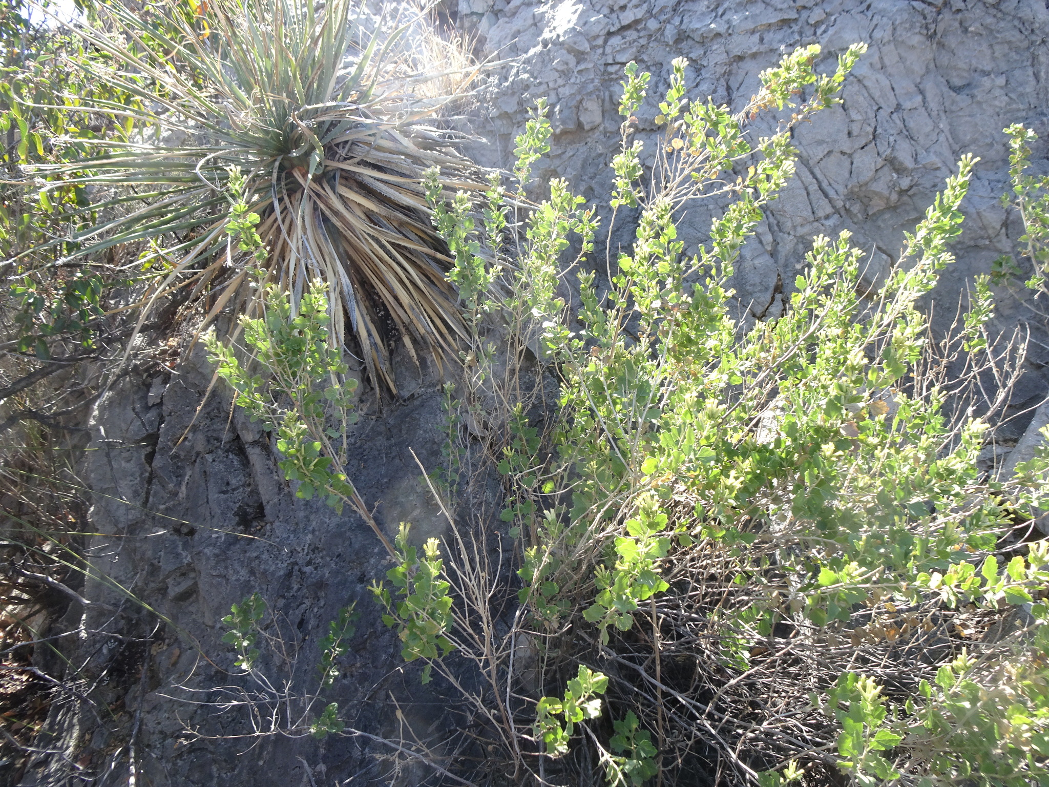 Brickellia baccharidea A.Gray