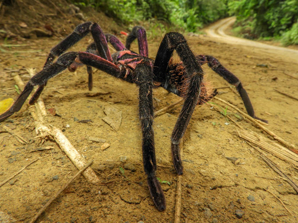 Colombian Lesserblack Tarantula in October 2020 by José Gabriel Julio ...