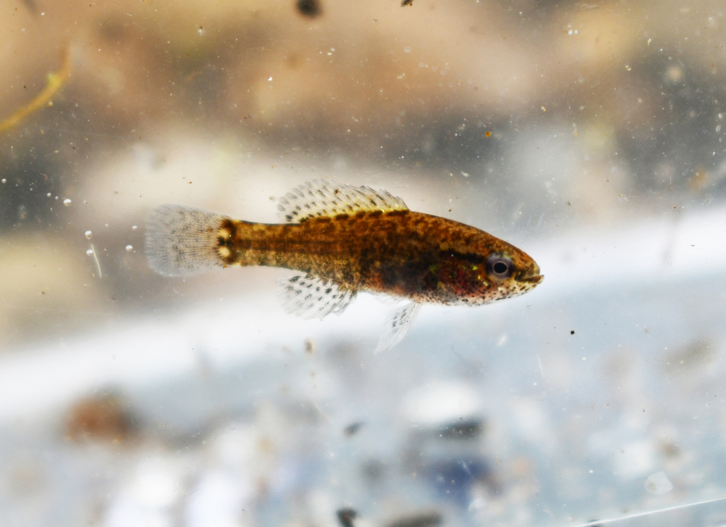 Pygmy Sunfishes (Elassoma) - Marine Life Identification