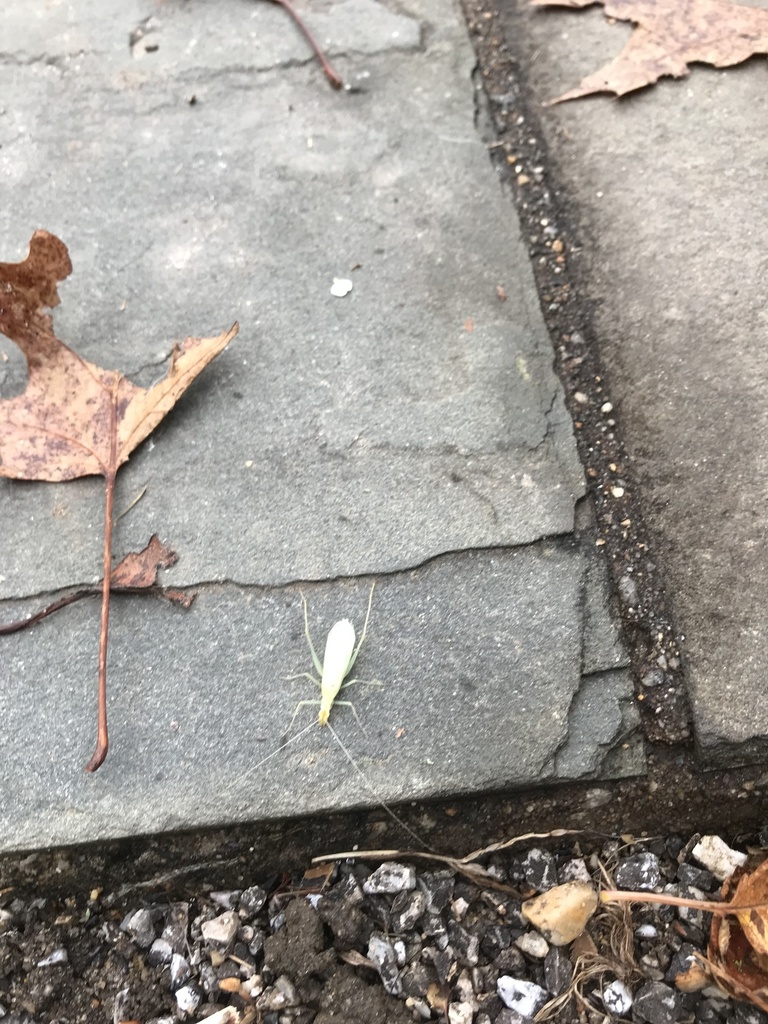 Snowy Tree Cricket from Sassawanna Rd, Rutland, MA, US on October 30 ...
