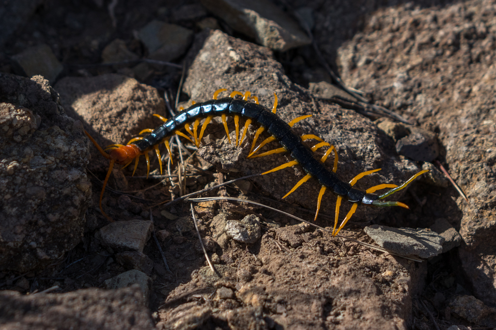 Giant Desert Centipede from Guadalupe County, NM, USA on October 20 ...