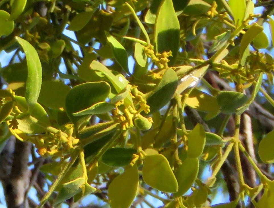 golden mistletoe from Coomba Park NSW 2428, Australia on October 21 ...