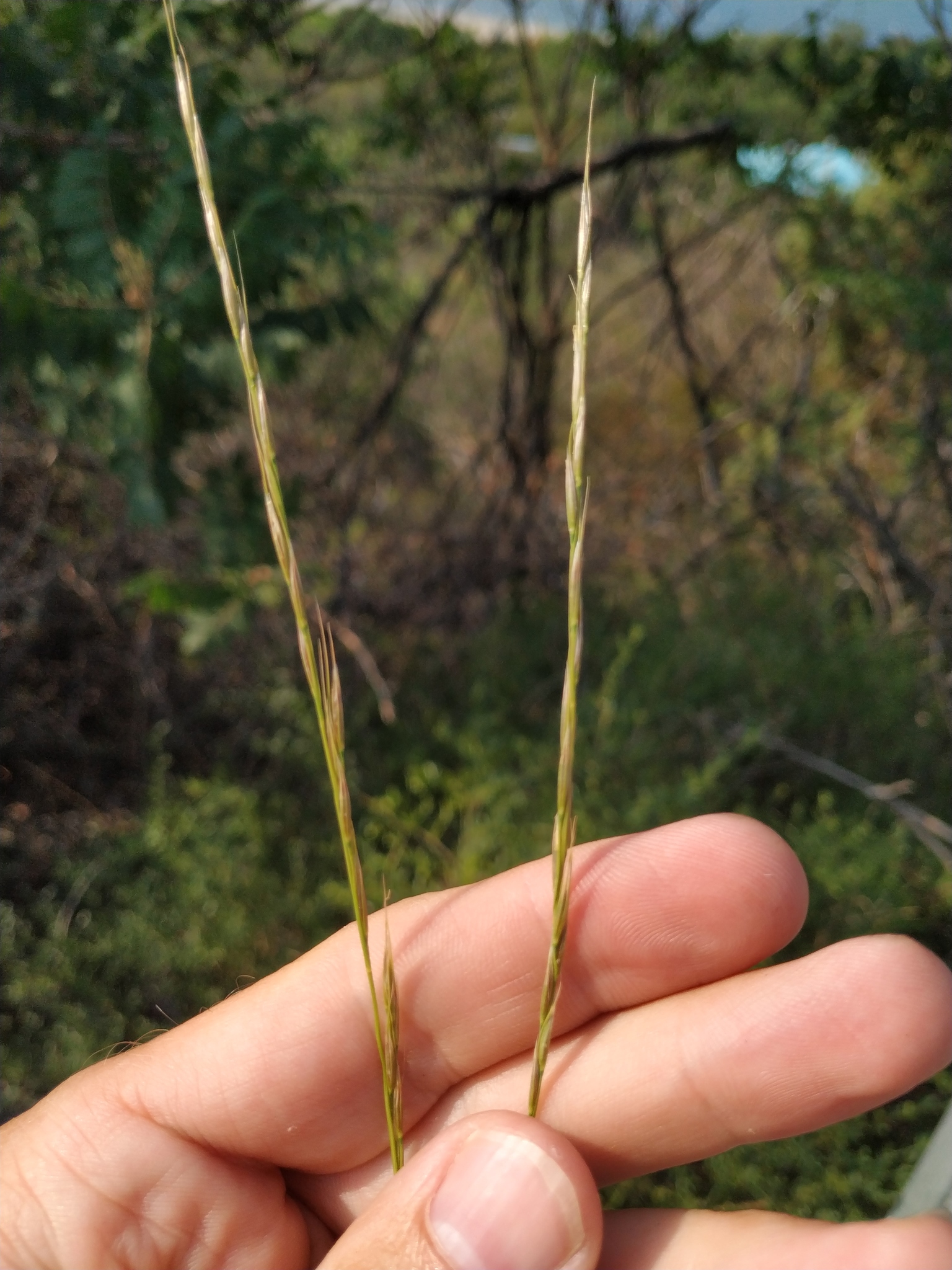 Achnatherum bromoides (L.) P.Beauv.