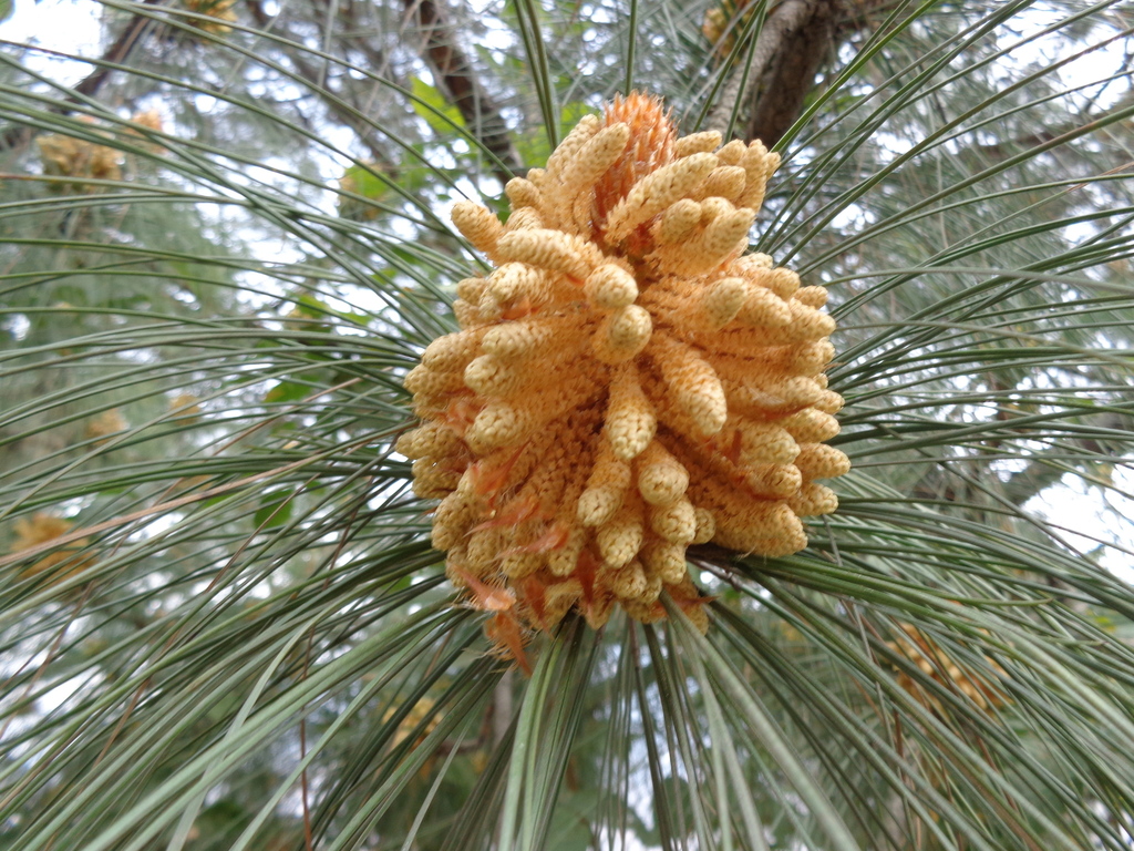 Chir pine (Pinus roxburghii) - Botanical Realm