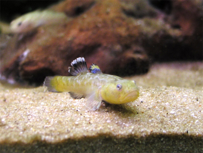 Desert Goby (Chlamydogobius eremius) - Marine Life Identification