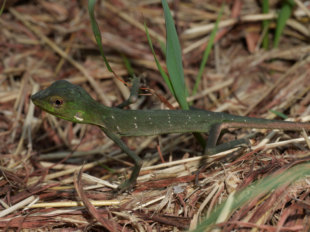 Marbled Crested Lizard from Subic Bay Freeport Zone, Philippines on ...
