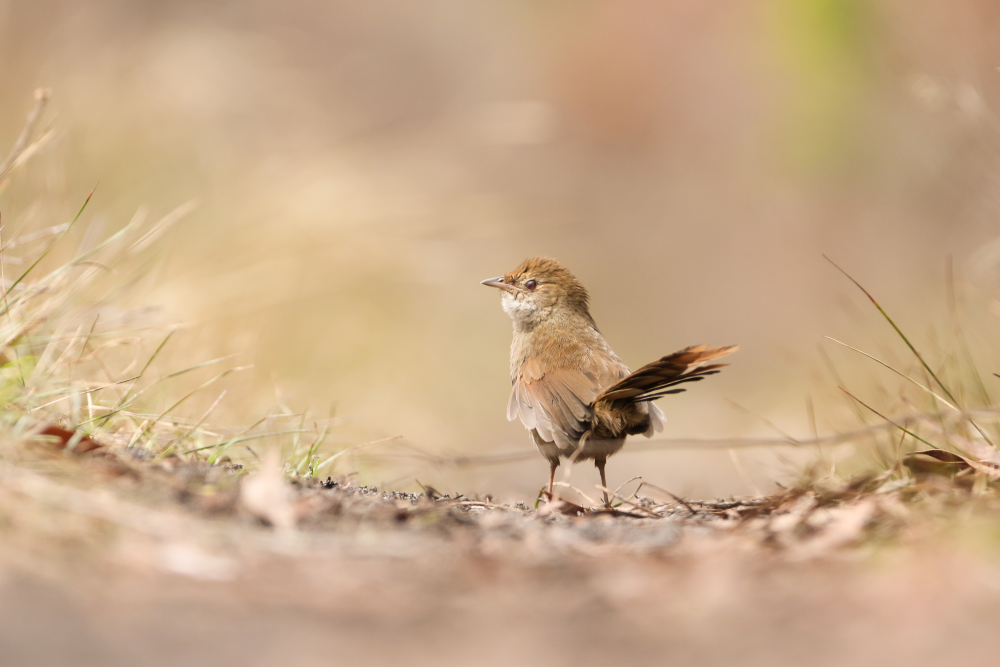 Southern Eastern Bristlebird in October 2020 by Daniel Terrington ...