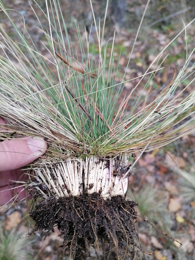Matgrass (Nardus stricta) - Botanical Realm