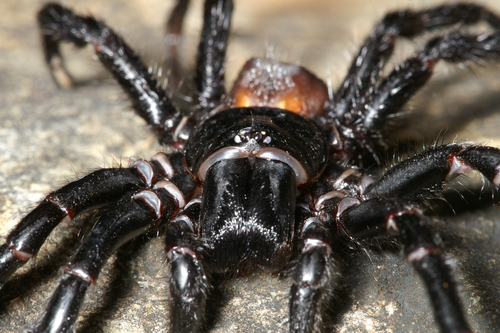 Northern Tree Funnel-web (Hadronyche formidabilis) · iNaturalist