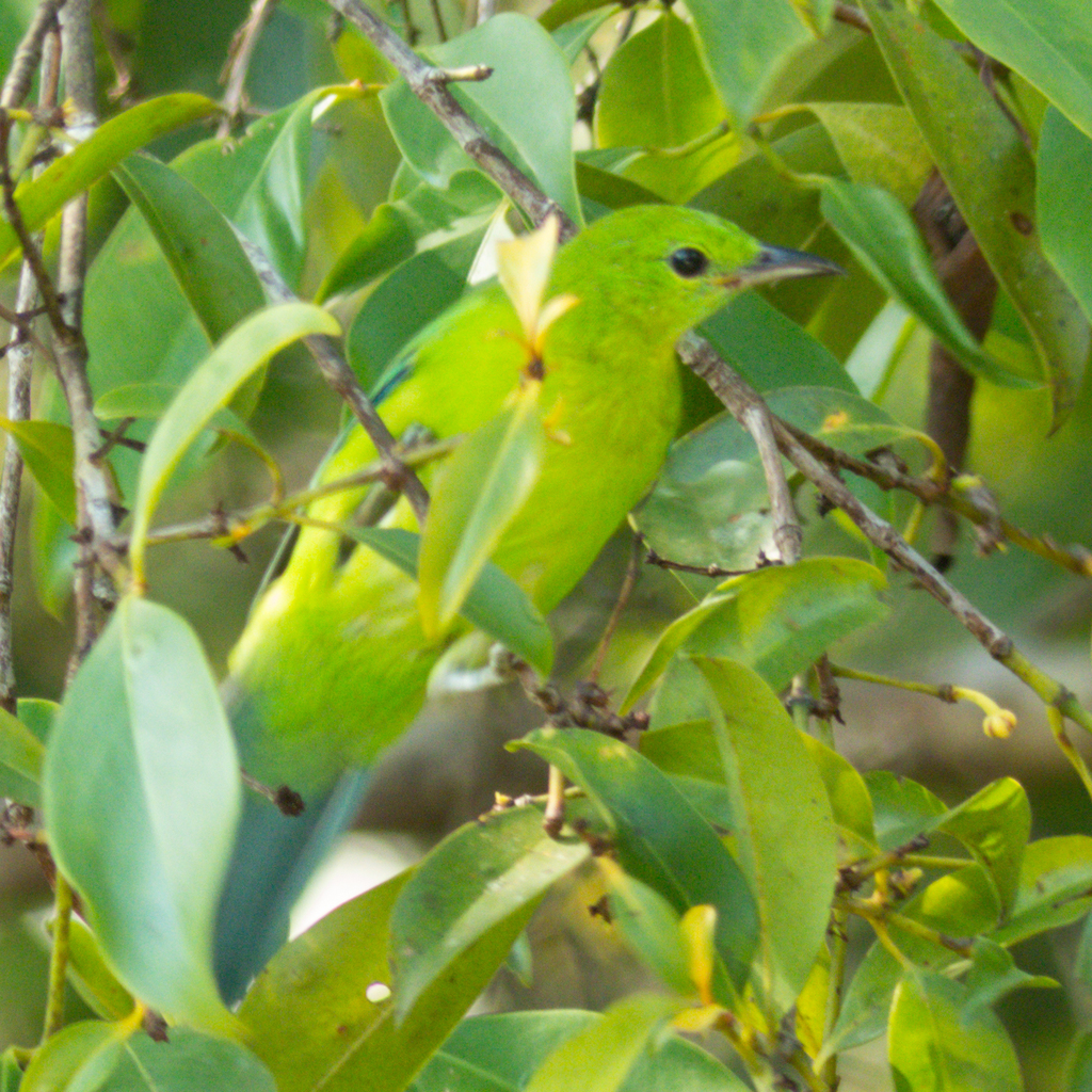 Blue-winged Leafbird from Thma Bang, Kaôh Kong, Cambodia on March 27 ...