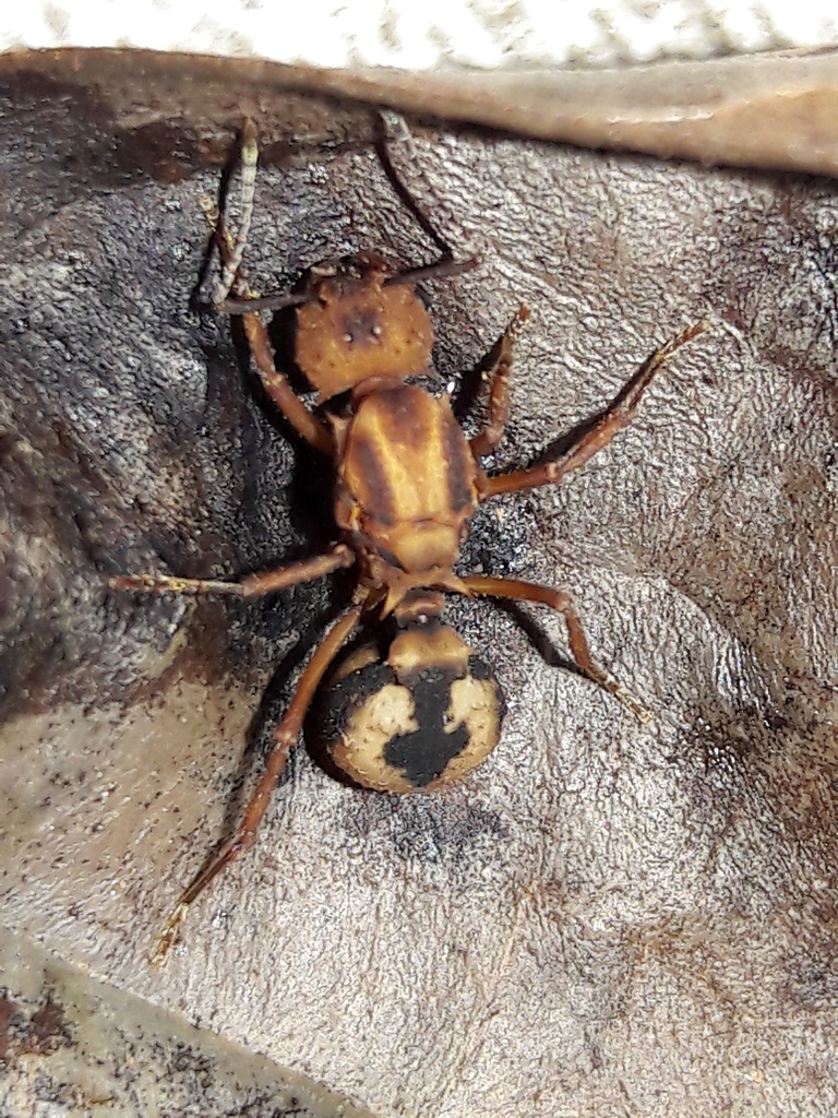 Acromyrmex coronatus (Guía de observación del Parque Lineal de la ...