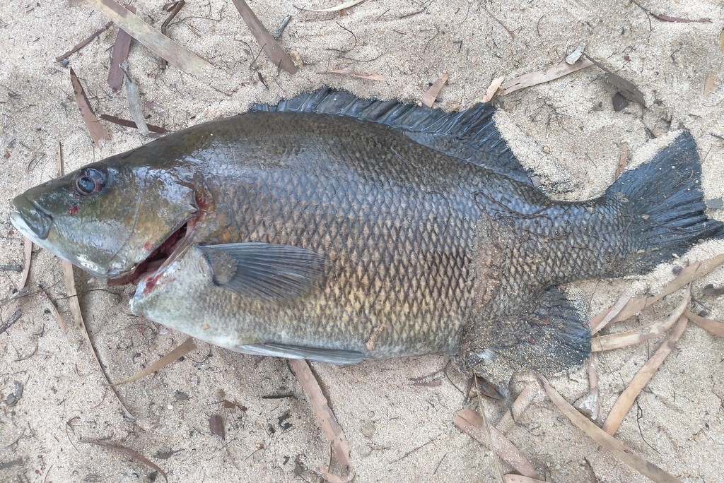 Sooty Grunter (Hephaestus fuliginosus) - Marine Life Identification