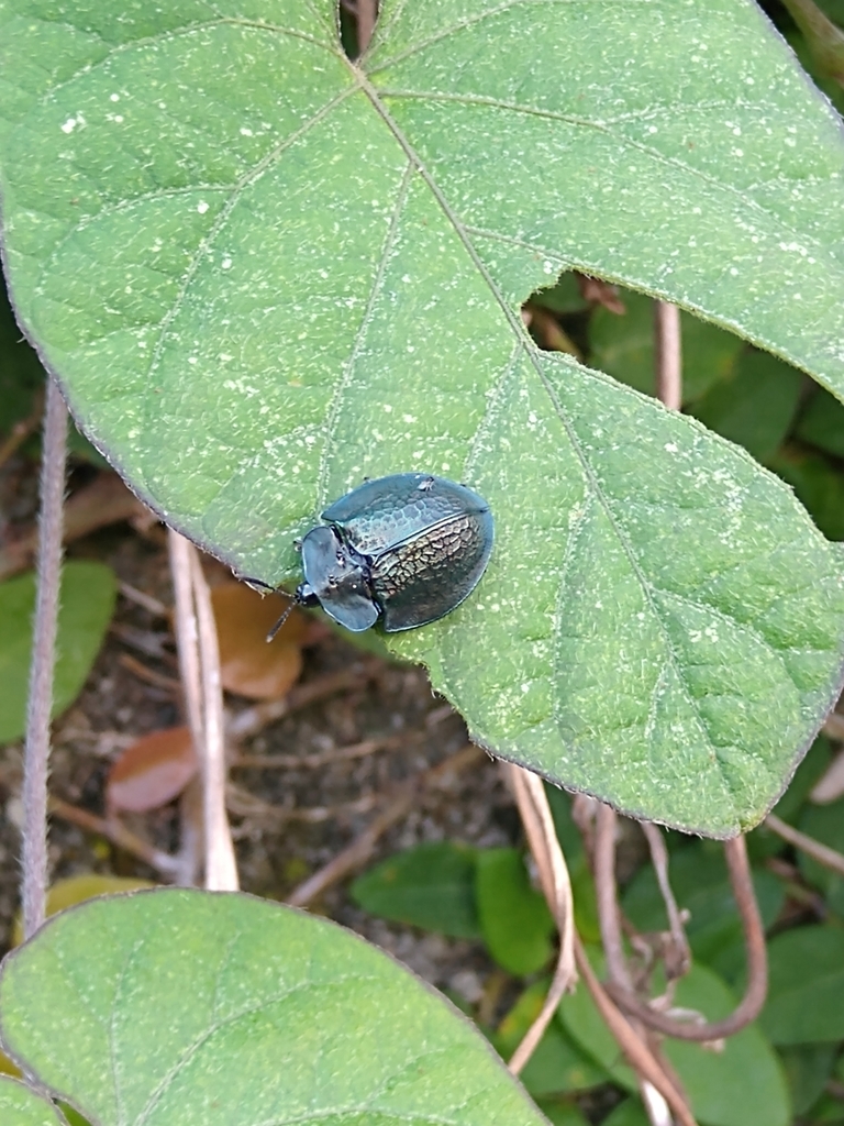 Tortoise and Hispine Beetles from Carlos Guinle, Teresópolis - RJ ...